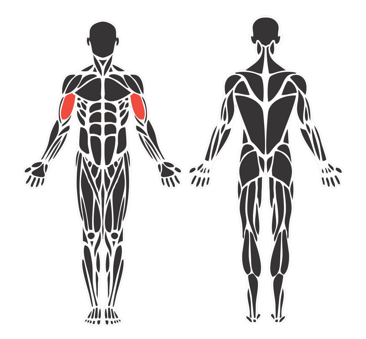 BANCO BICEPS (SCOTT) ORIGYM - OriGym Fitness Equipamentos